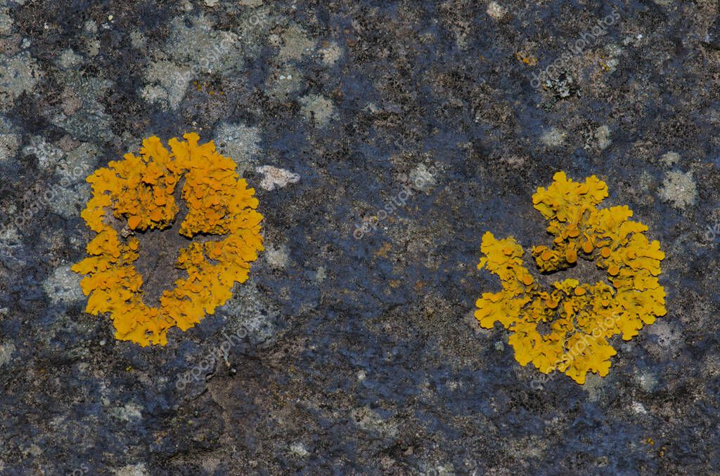 Lichens Xanthoria parietina. Reserva Natural Integral de Inagua. Gran ...