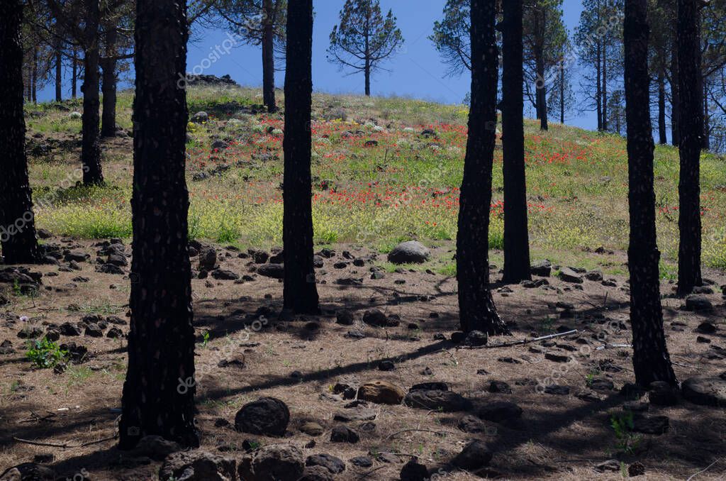 Bosque quemado de pino canario Pinus canariensis. Gran Canaria. Islas ...