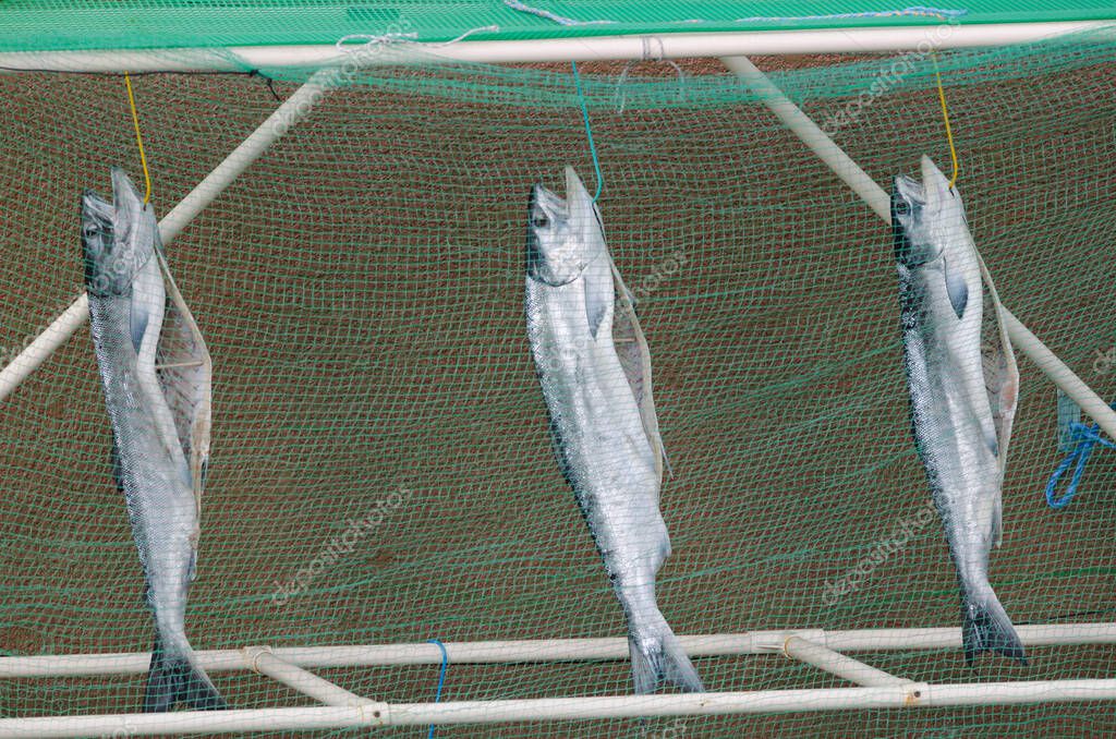 Masu salmon Oncorhynchus masou drying in Rausu. Nemuro Subprefecture ...