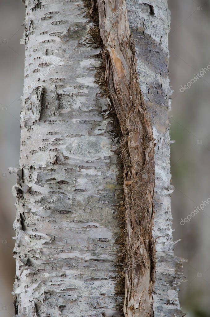 Liana on the trunk of a Japanese white birch Betula platyphilla var ...