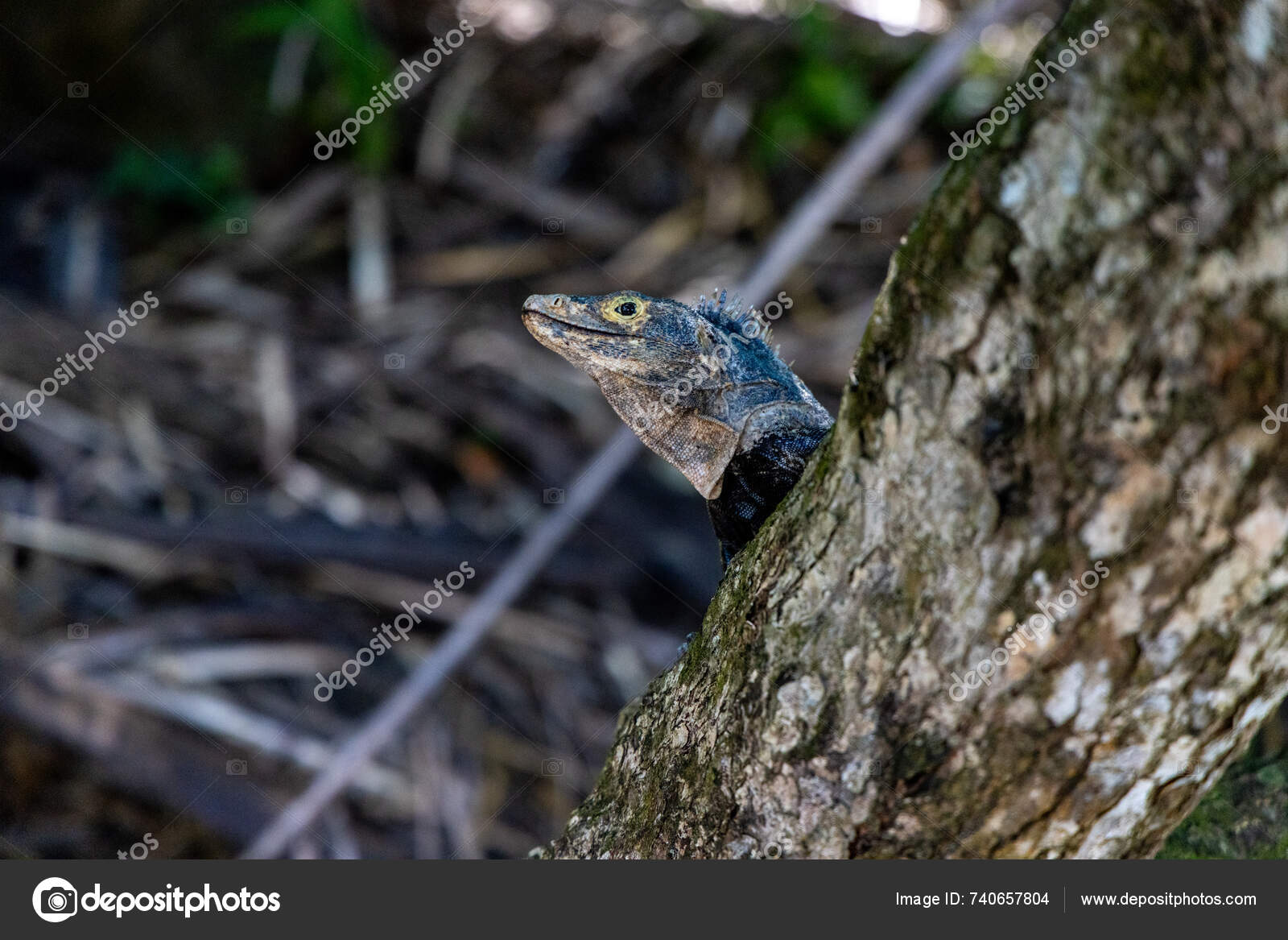 Vibrant Lizard Emerges Weathered Tree Trunk Costa Rican Jungle ...