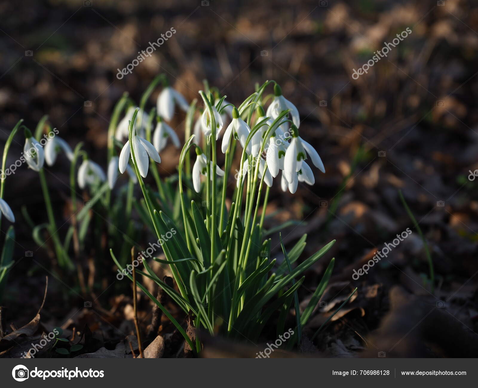Spring Snowdrop Flower Anthus Nivalis One Most Popular Symbol — Stock ...