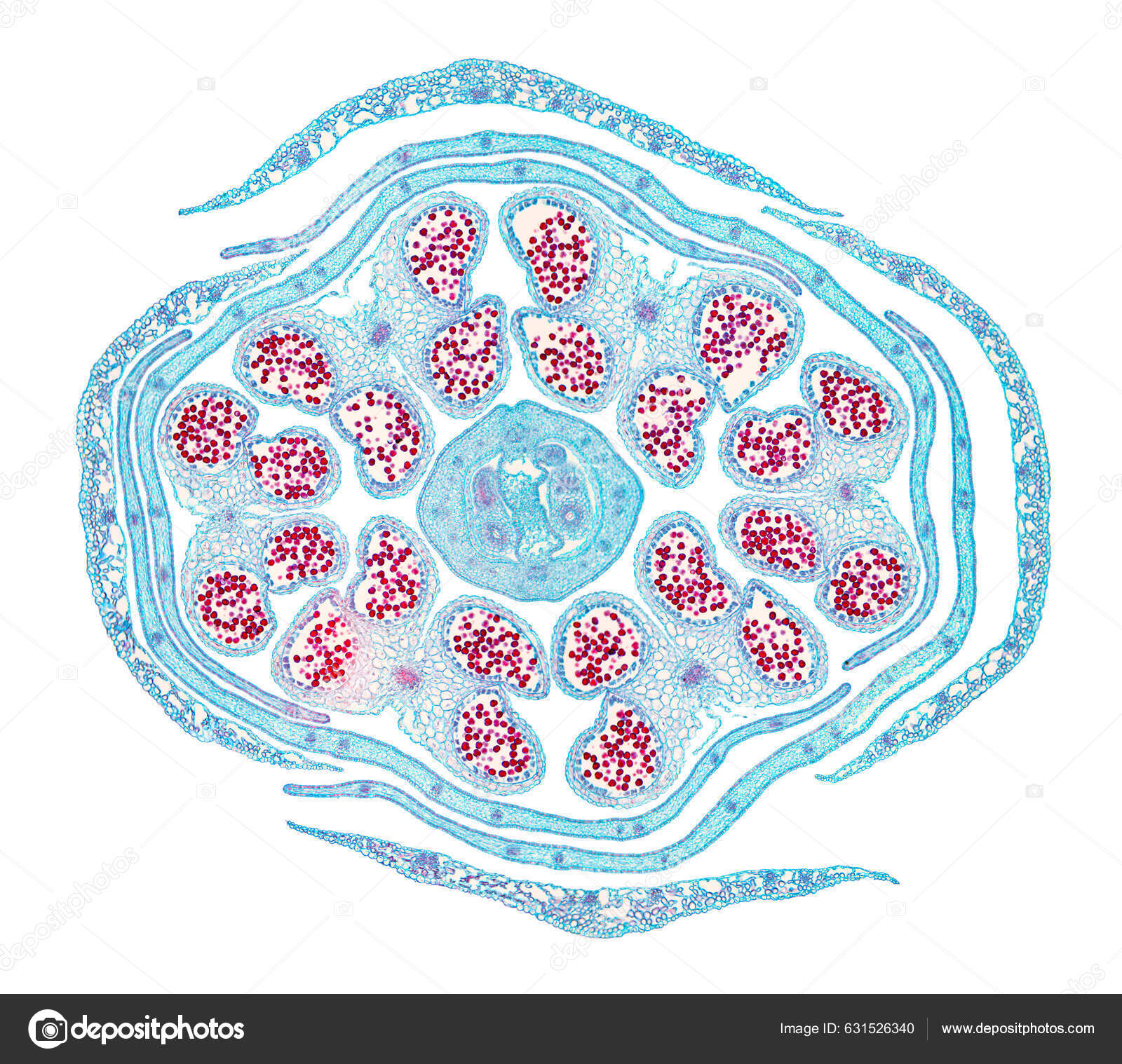 Monocot Flower Cross Section