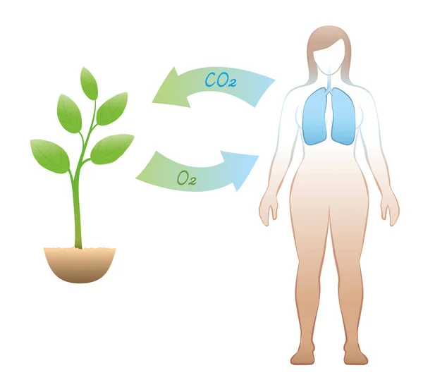 101 The oxygen cycle Stock Illustrations | Depositphotos
