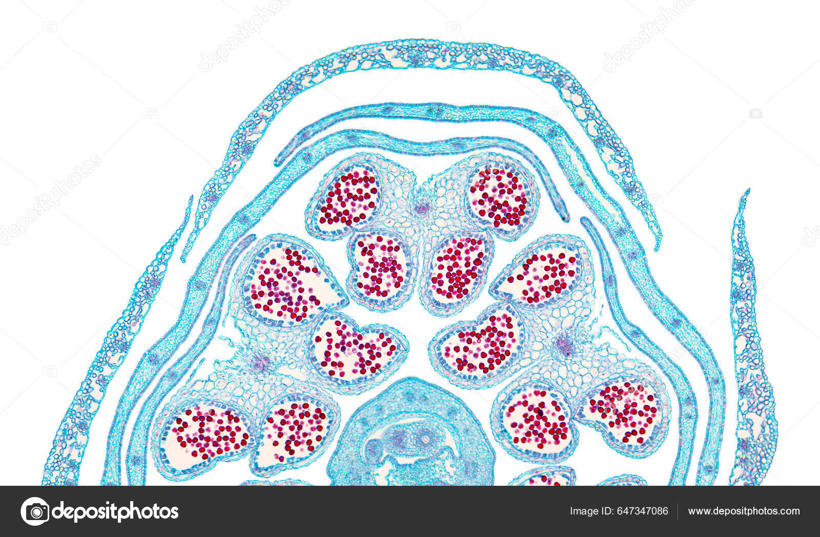Rapeseed Flower Bud Halve Cross Section 20X Light Micrograph Brassica ...