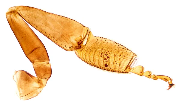 Polen en una pata de abeja, montura entera, micrófono ligero 8X. Pierna ...