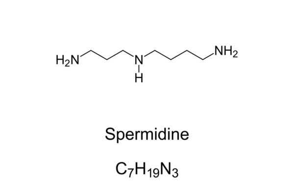 Espermidina, fórmula química y estructura. Compuesto orgánico ...