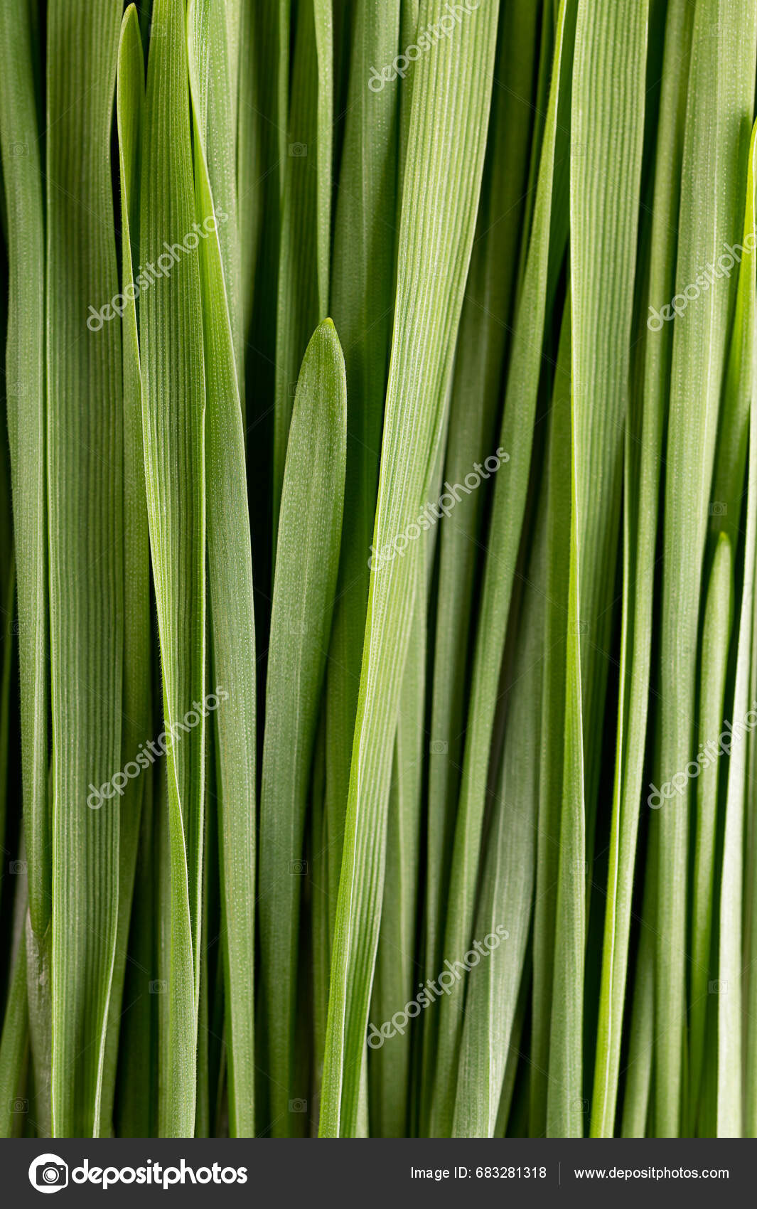 Wheatgrass Close Bunch Fresh Leaves Sprouted Common Wheat Triticum ...