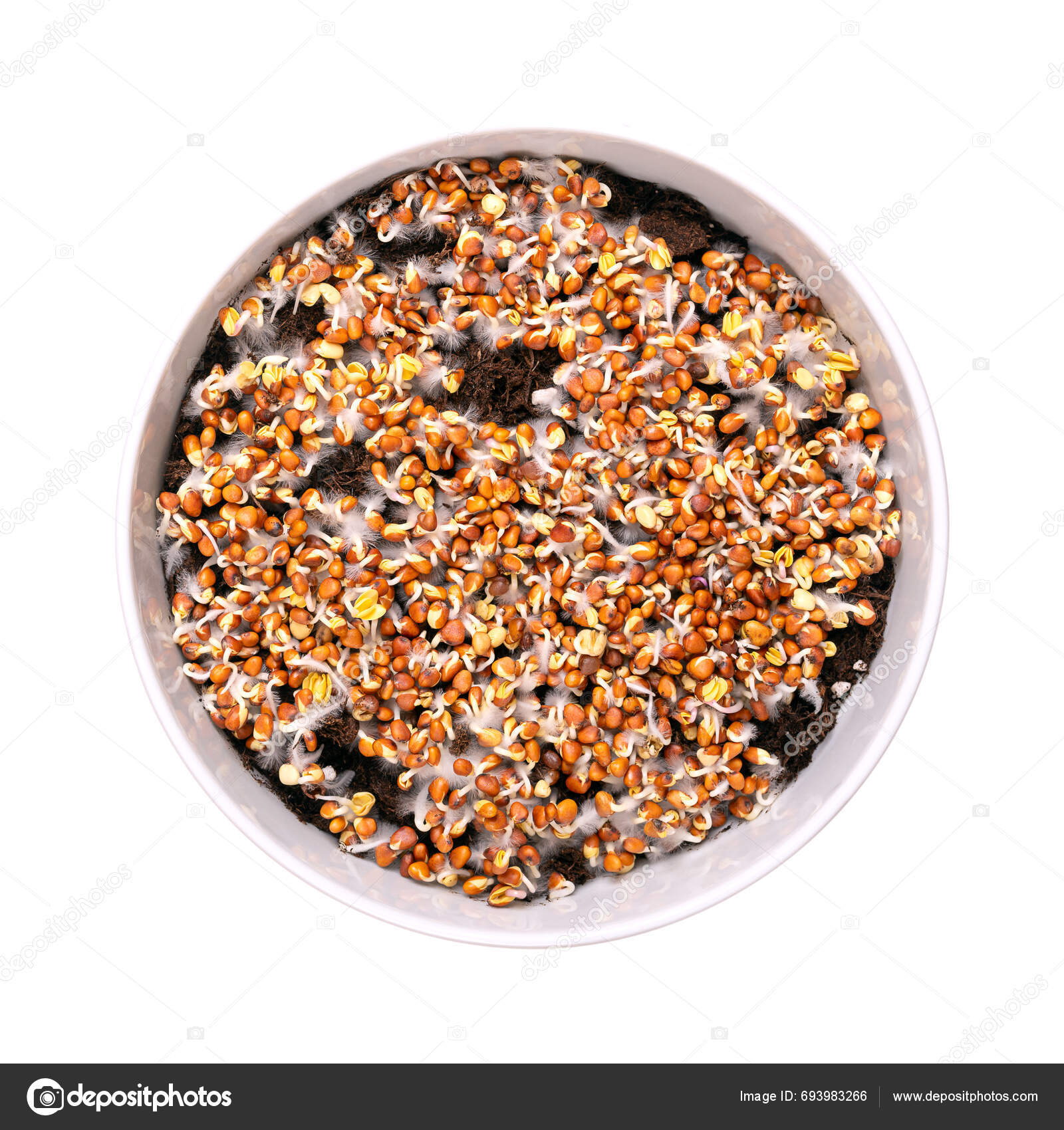 Radish Sprouts Germinating Humus Soil White Bowl Cotyledons Raphanus ...