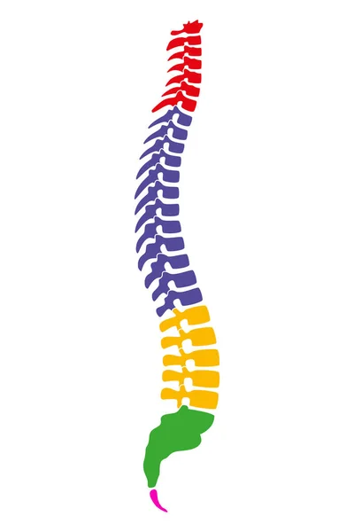 Vectores de Columna vertebral, imágenes vectoriales | Depositphotos