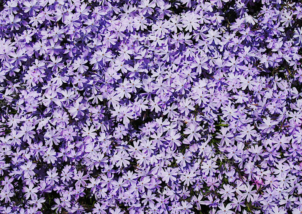 Flores y hojas de phlox rastrero (Phlox subulata) como fondo natural 2025