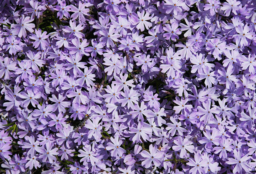 Flores y hojas de phlox rastrero (Phlox subulata) como fondo natural 2025