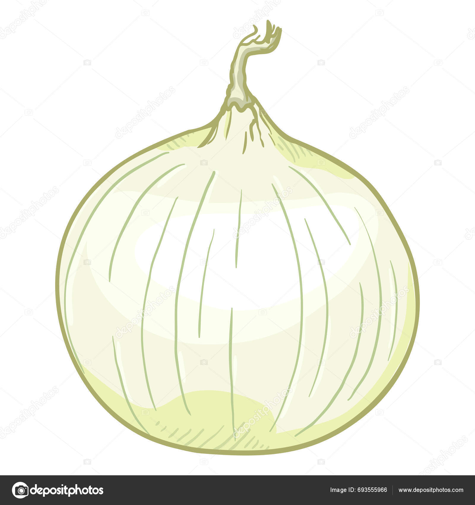 Vector Cartoon White Onion Bulb Stock Vector by ©nikiteev 693555966