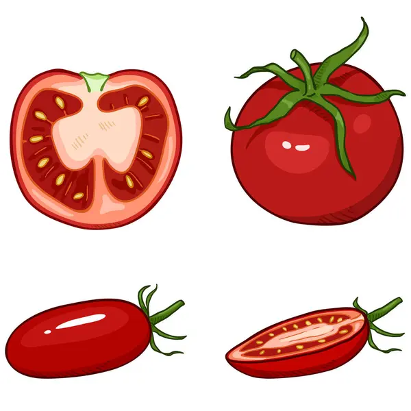Desenho fases tomate Vector Images | Depositphotos