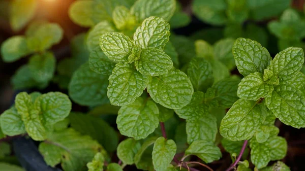 Peppermint leaf green plants with aromatic properties of strong teeth ...