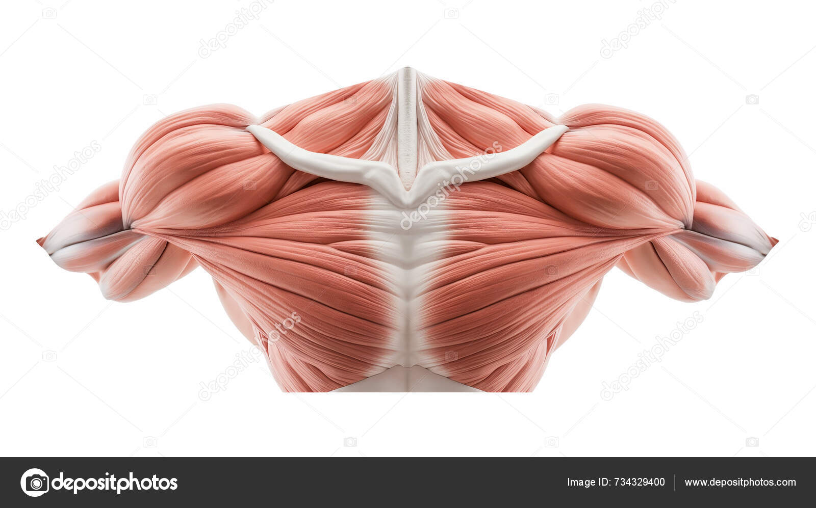 Detailed Illustration Upper Back Muscles Showcasing Complexity Strength ...
