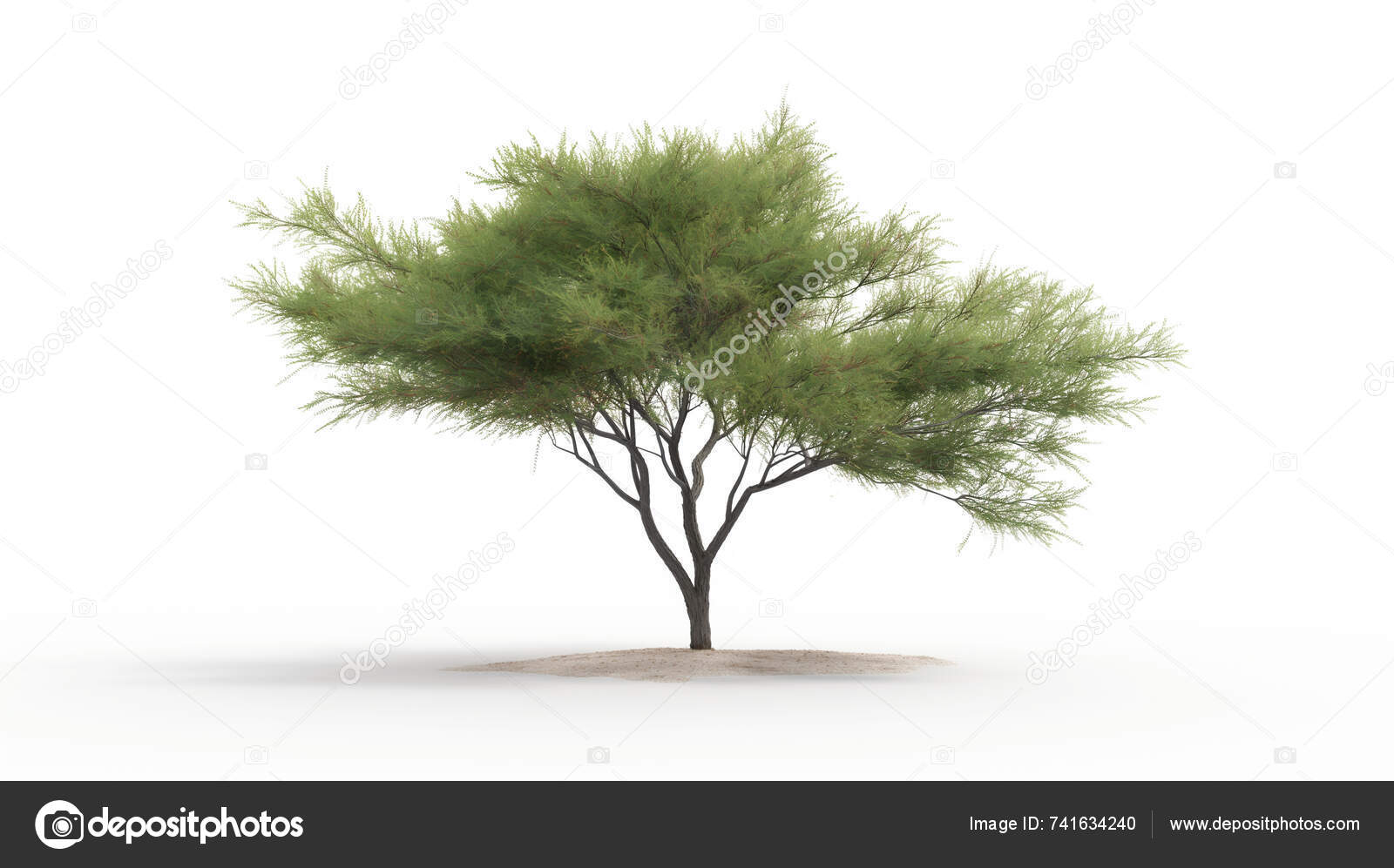 Single Tree Wide Spreading Branches Sparse Leaves — Stock Photo ...
