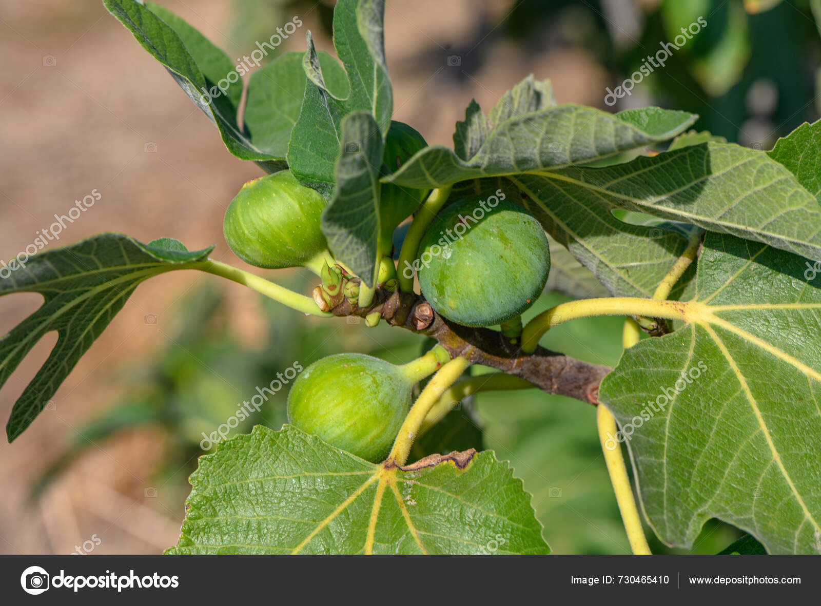 Figs Ripen Tree Island Cyprus — Stock Photo © mixa74 #730465410