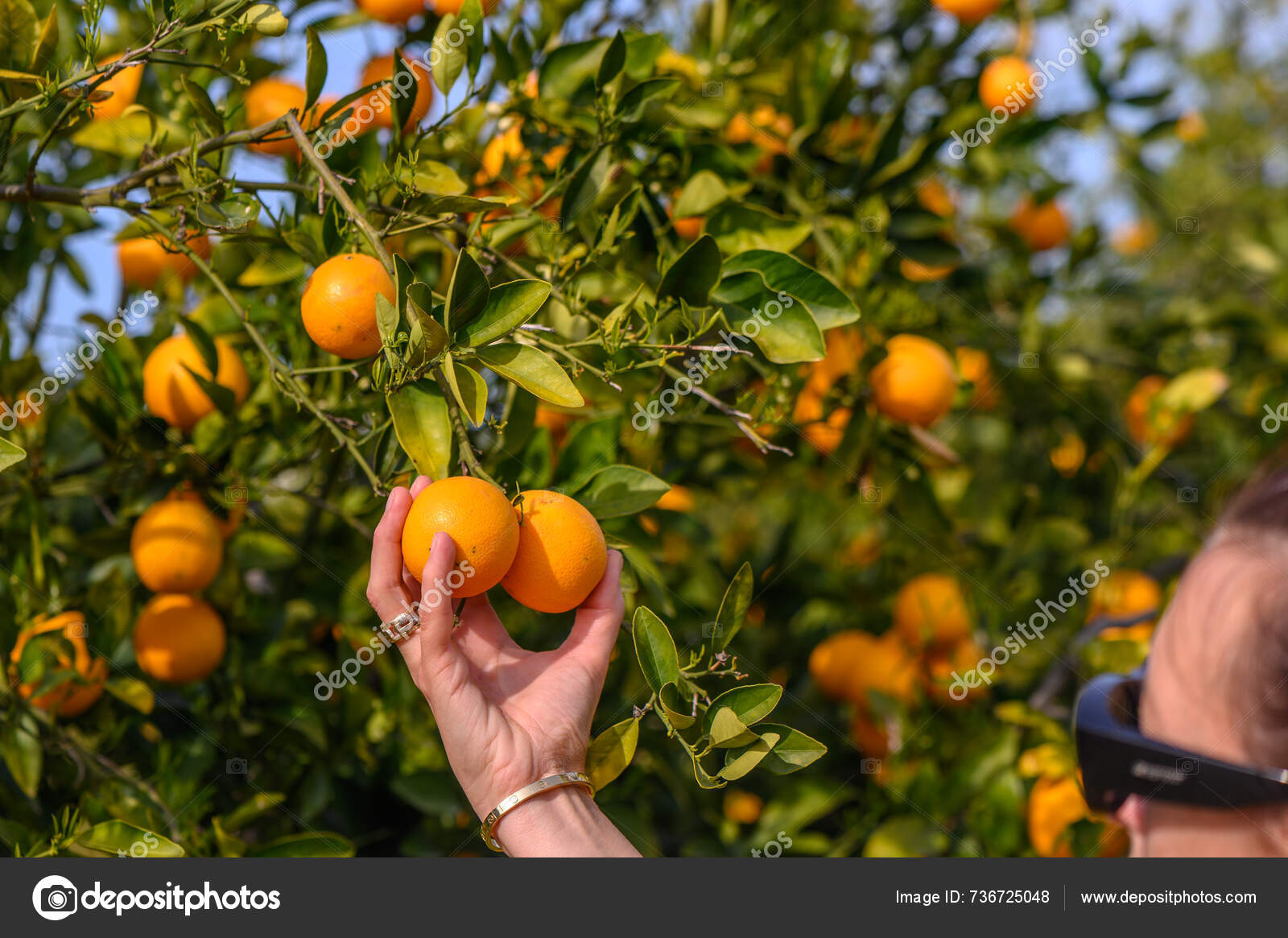Woman Hand Choosing Pick Fresh Orange Fruit Tree Orchard — Stock Photo ...