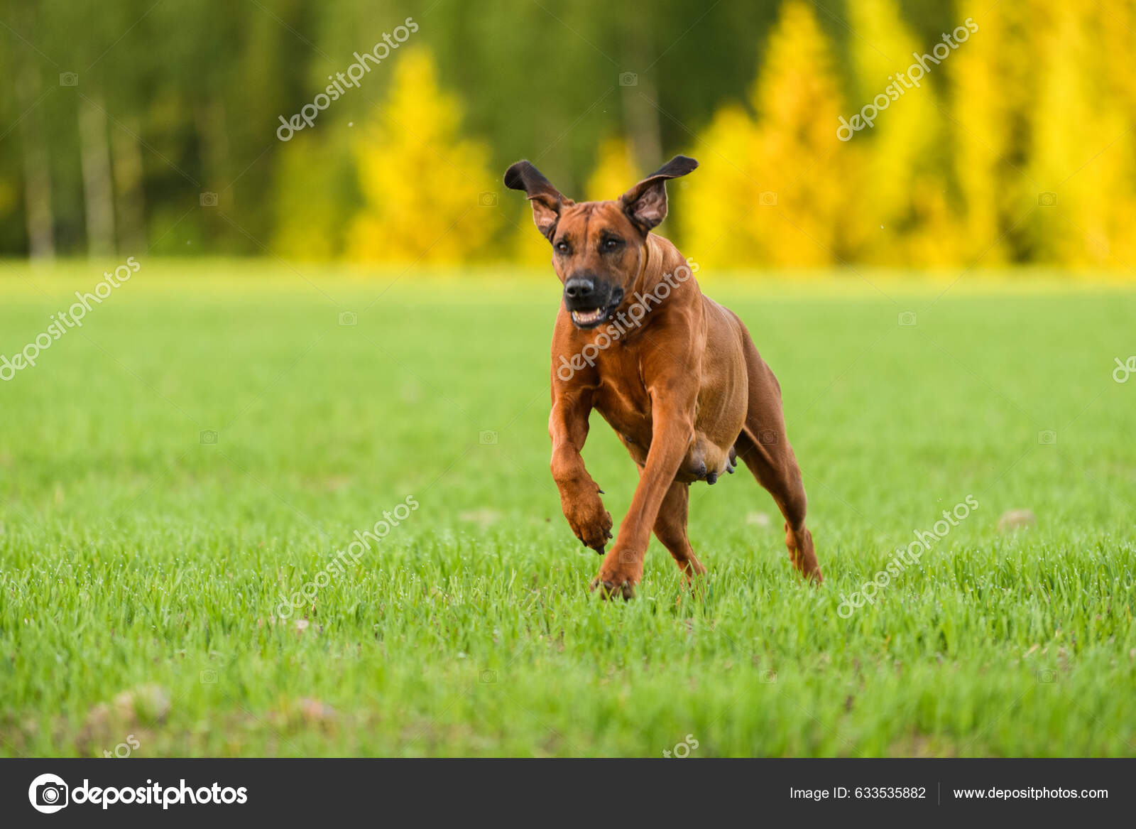 Rhodesian Ridgebacks Running