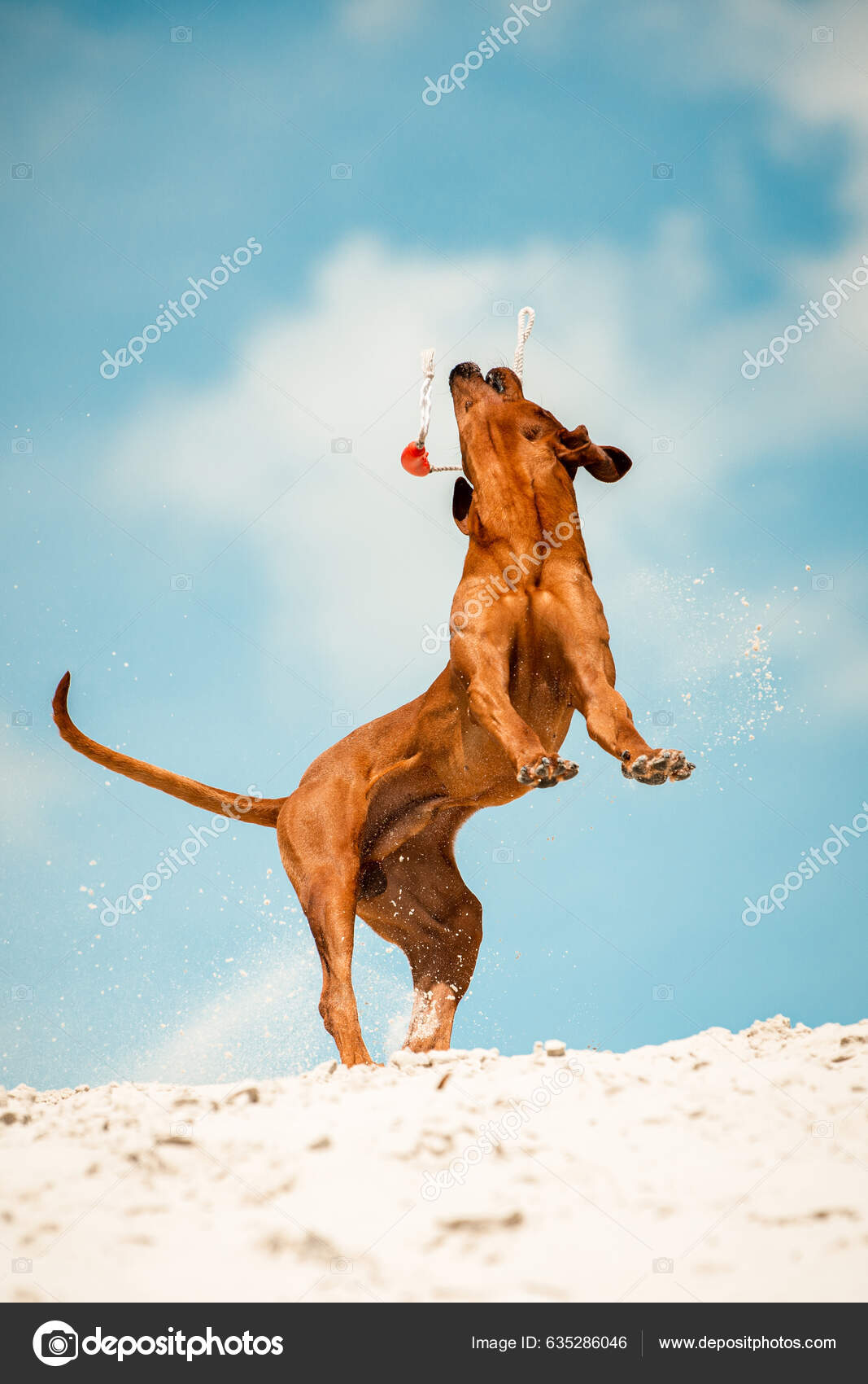 Happy Funny Face Rhodesian Ridgeback Dog Having Fun Beach White Stock ...