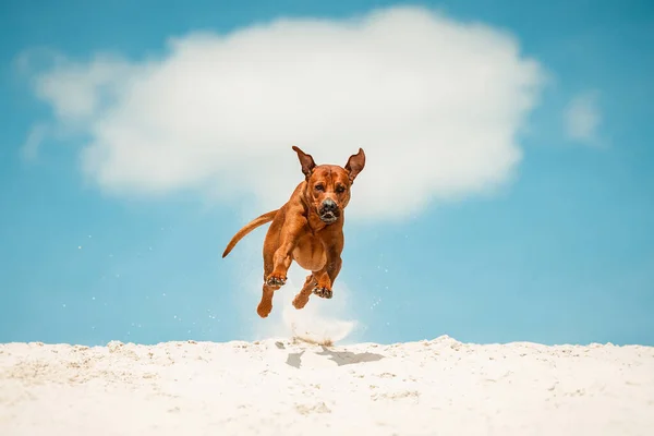 Happy Funny Face Rhodesian Ridgeback Dog Having Fun Beach White Stock ...