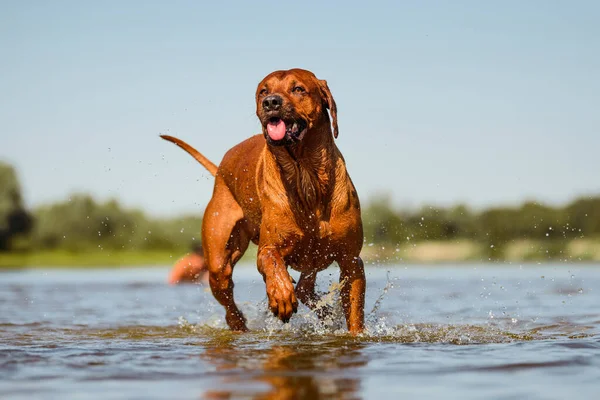 Happy Funny Face Rhodesian Ridgeback Dog Having Fun Beach White Stock ...