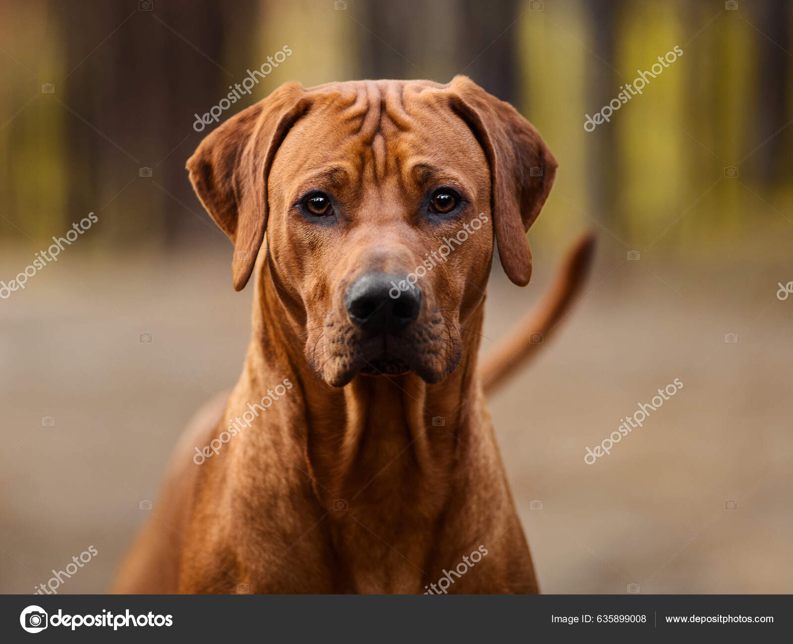 Rhodesian Ridgeback Dog Looking Strict Camera Close Portrait Spring ...
