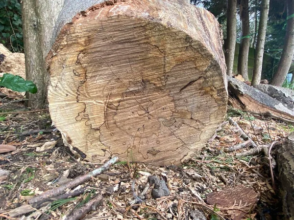 Árvore grande cortada Stock Photos, Royalty Free Árvore grande cortada ...