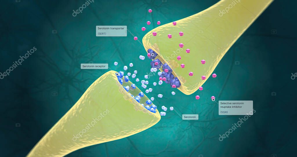 SSRIs increase the production of serotonin in the brain and also block ...