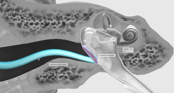 The tympanic membrane (eardrum) separates the external and middle ...