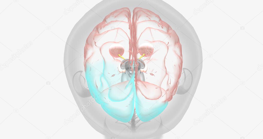 Nervio óptico dañado conduce a la señalización interrumpida a la ...