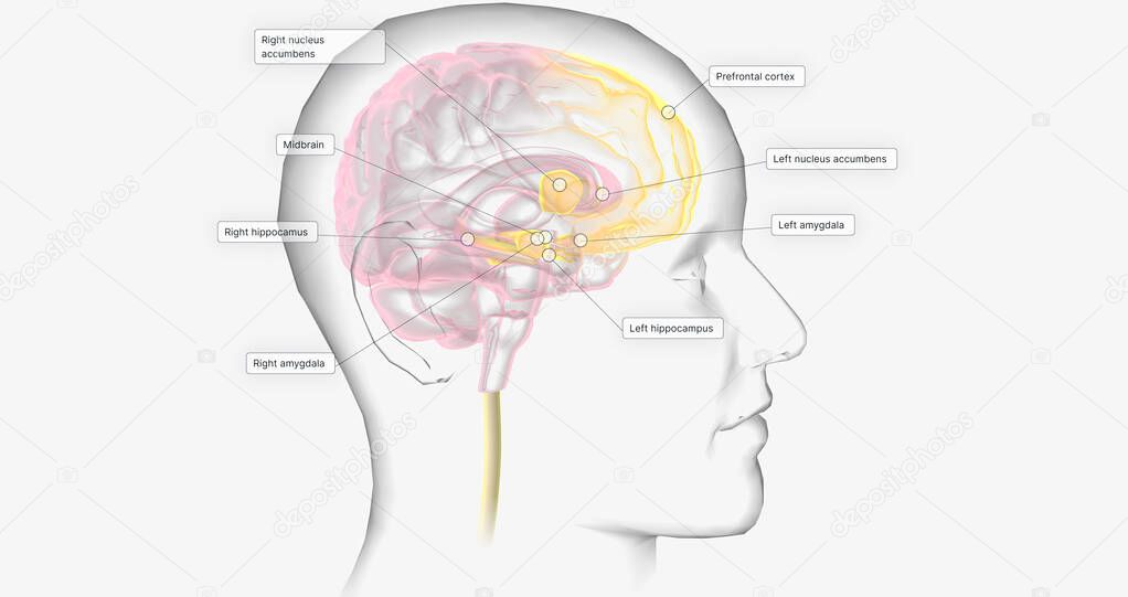 Vía de recompensa en la representación 3D del cerebro 2024