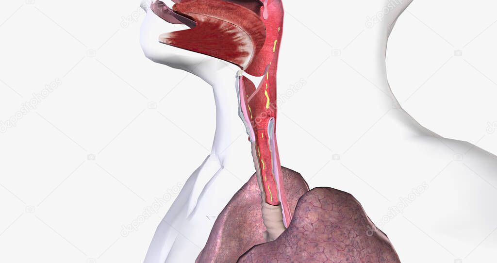 El crup es dificultad respiratoria y tos ladrona. El crup se debe a la ...