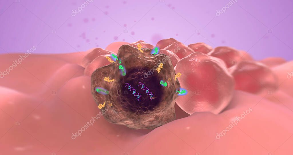 El gen anormal se conoce como oncog n porque causa crecimiento tumoral ...