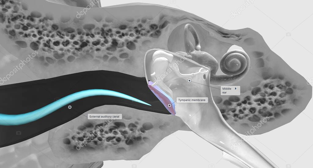 La membrana timpánica (tímpano) separa las partes externas y medias del ...