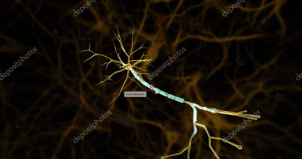 Small arteries, called vasa nevorum, supply blood to nerves and the ...