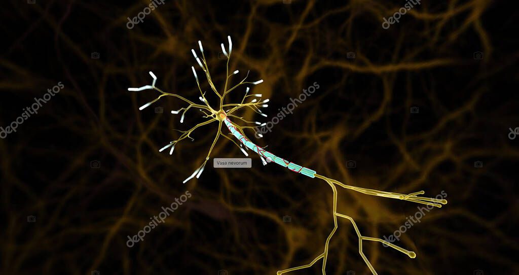 Small arteries, called vasa nevorum, supply blood to nerves and the ...