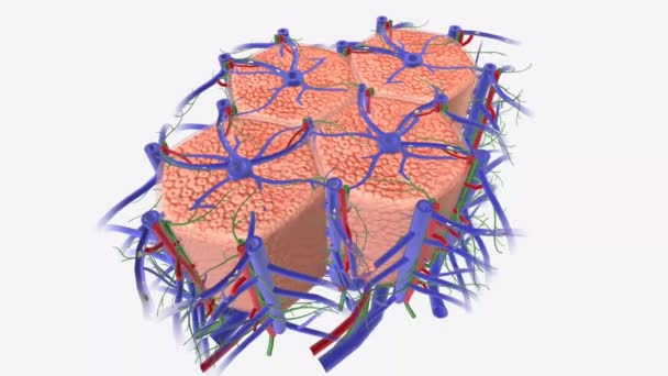 2,065 Anatomia sistema digestivo Videos, Royalty-free Stock Anatomia ...
