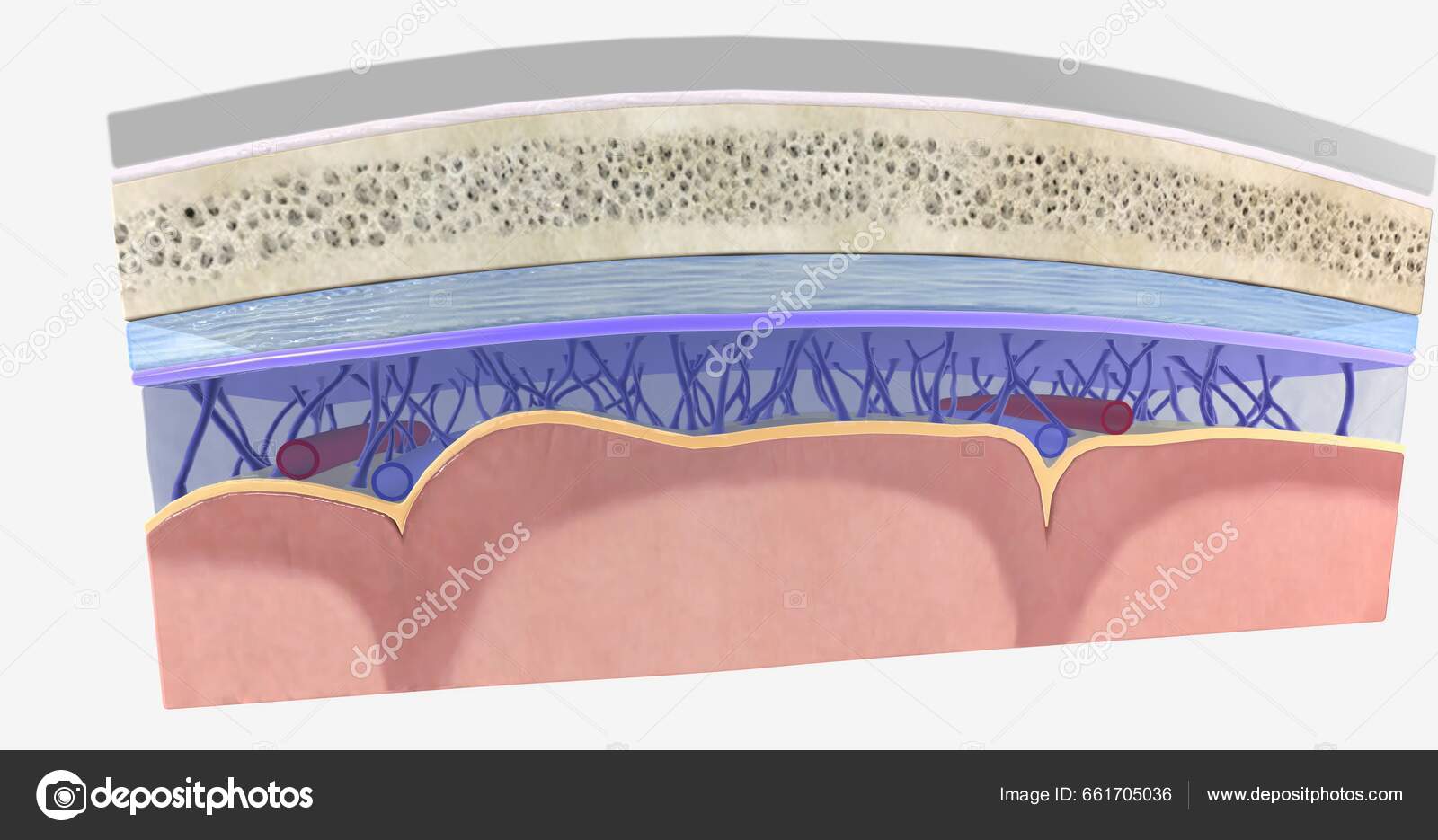 Meninges Contain Cerebrospinal Fluid Help Support Protect Central ...