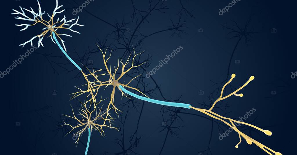 Las señales nerviosas controlan la mayoría de las funciones corporales ...