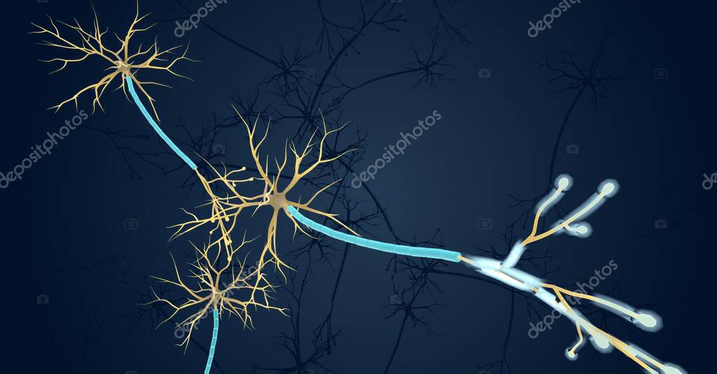 Las señales nerviosas controlan la mayoría de las funciones corporales ...