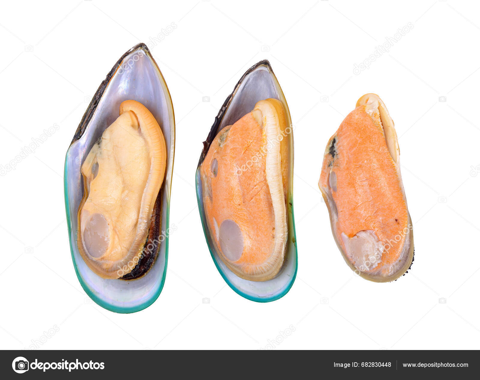 Mussel Isolated White Background — Stock Photo © sommaill #682830448