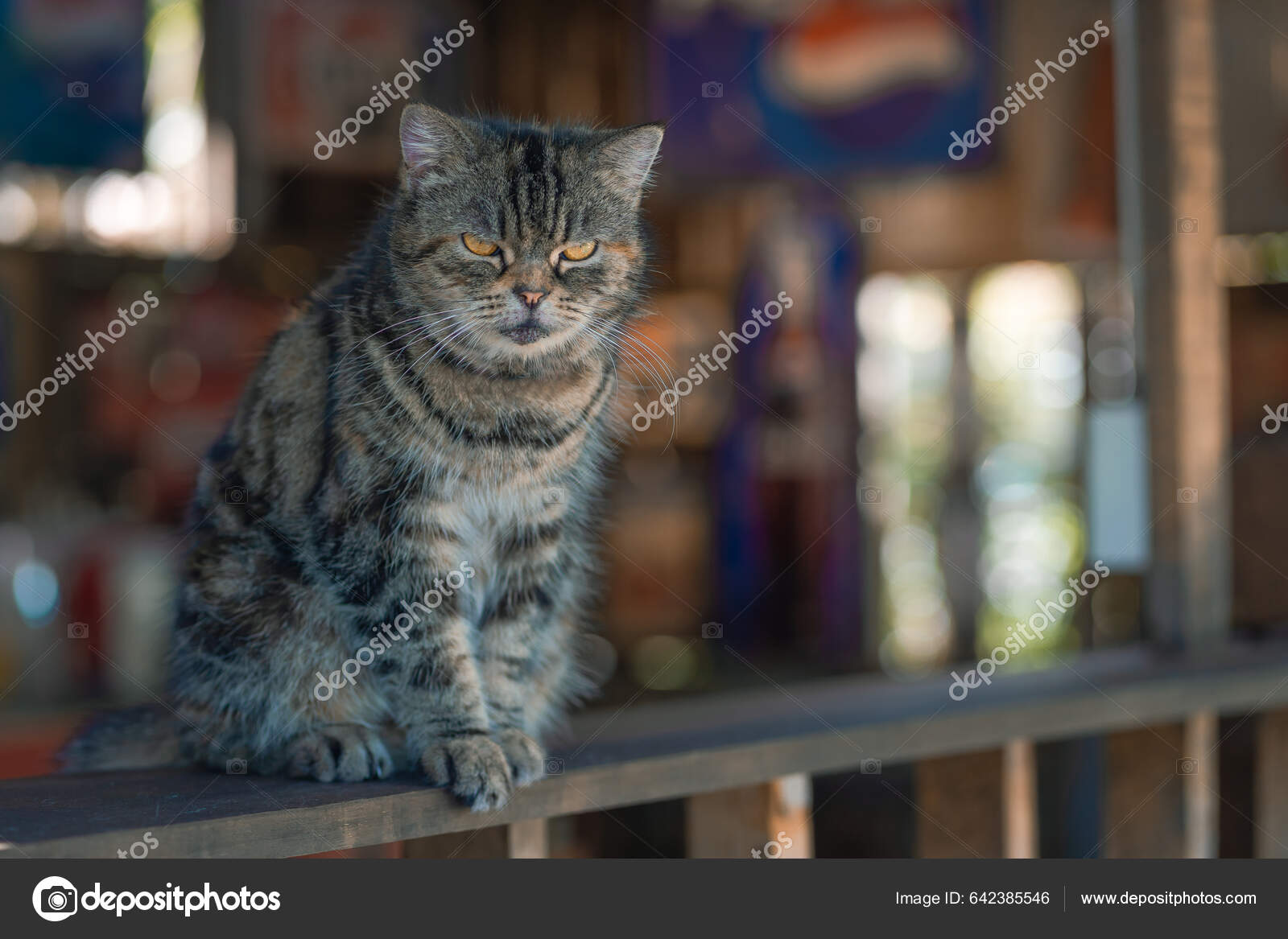 Questioning Face Cat