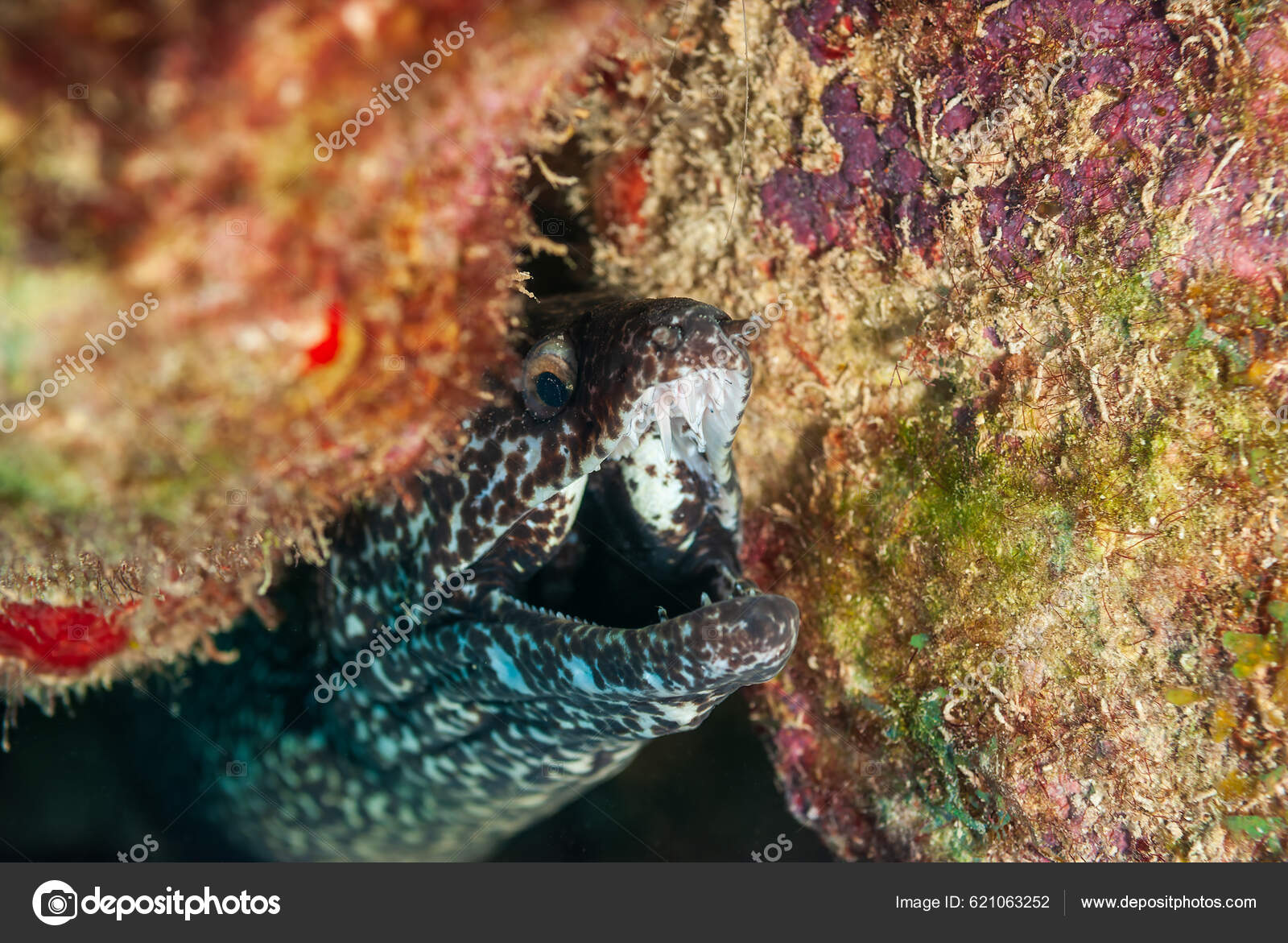 Close View Angry Spotted Moray Eel Bonaire Marine Park High — Stock ...
