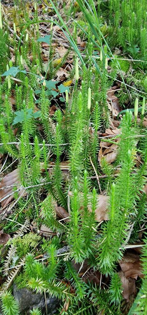 Los licófitos, cuando están ampliamente circunscritos, son un grupo de ...