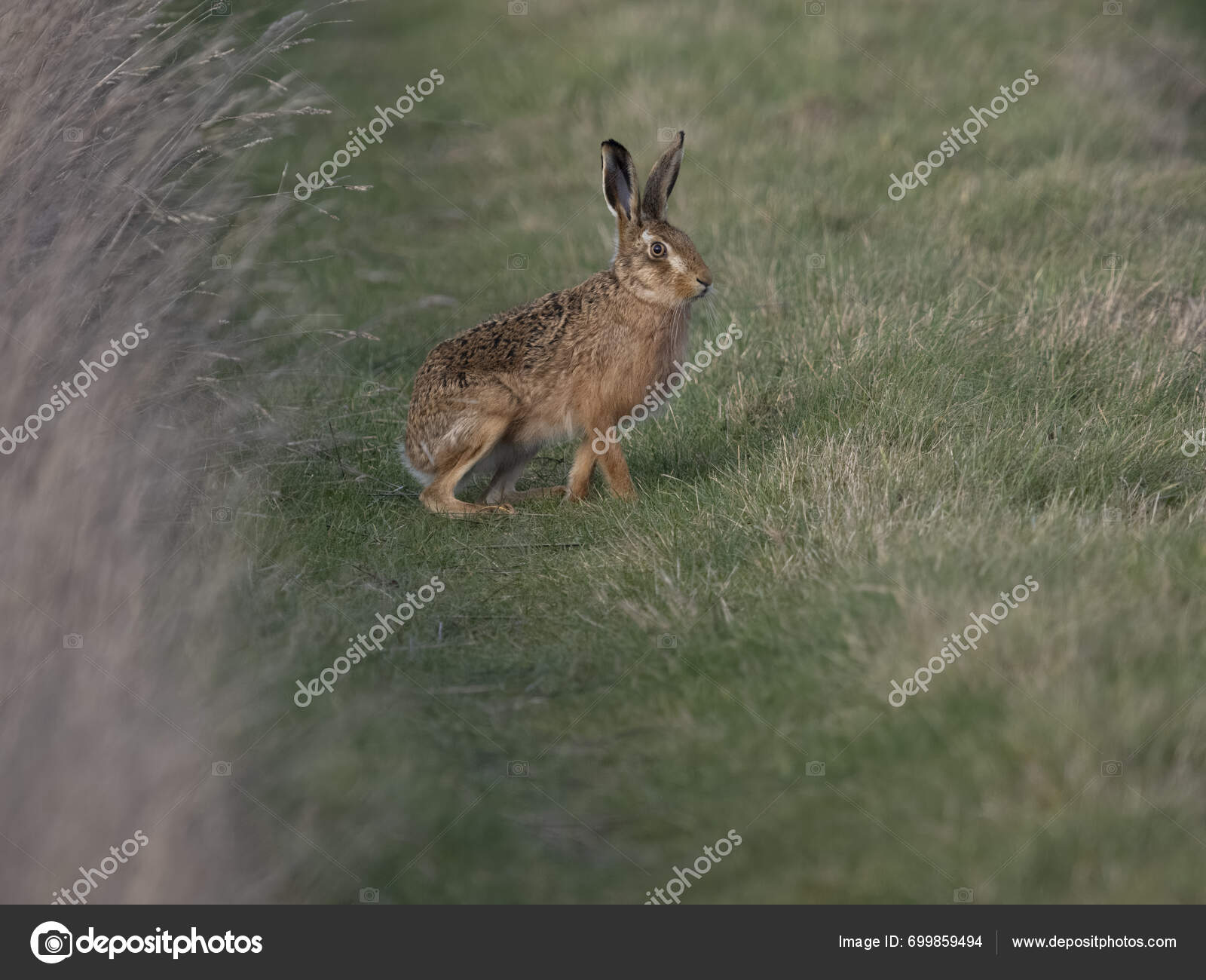 Brown Hare Lepus Europaeus Single Mammal Grass Kent January 2024 ...