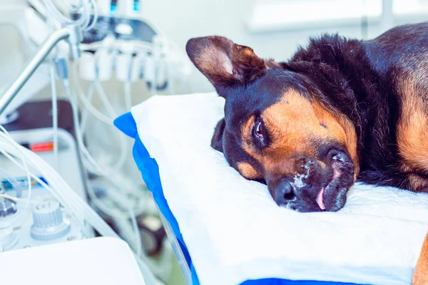 Hospital dog Stock Photos, Royalty Free Hospital dog Images | Depositphotos