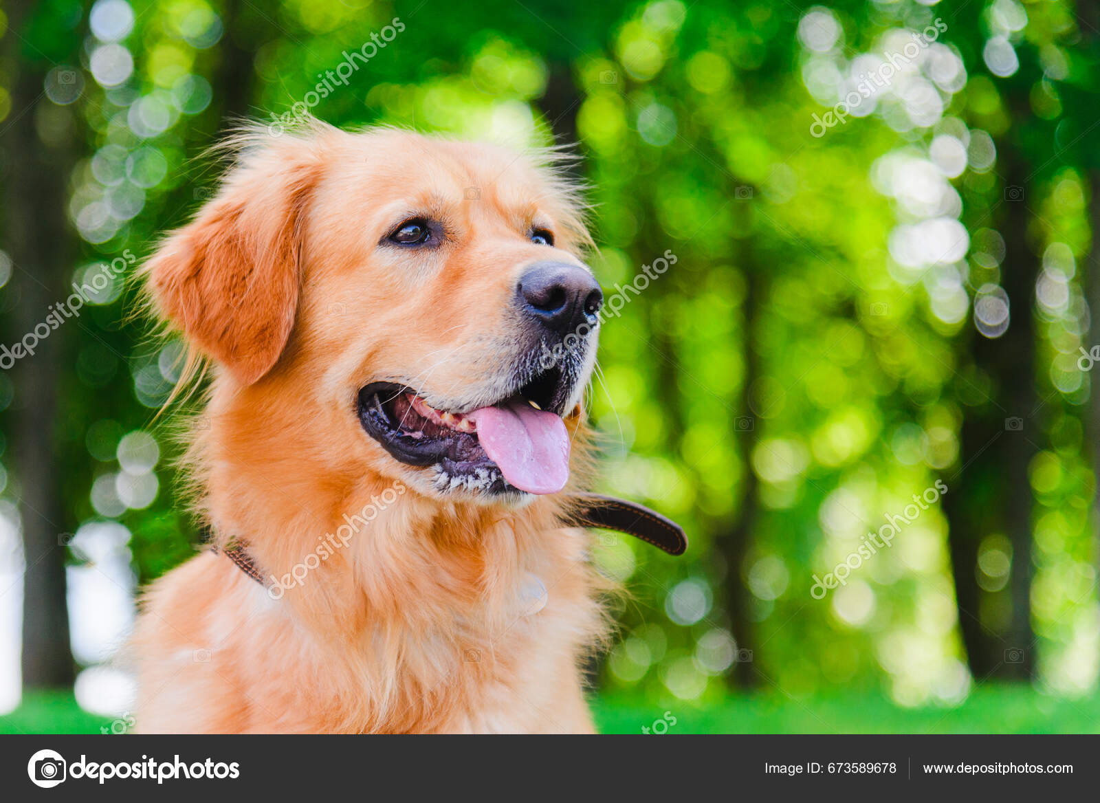 Retrato Perro Labrador Dorado Sentado Sobre Hierba Sobre Fondo Bosque ...