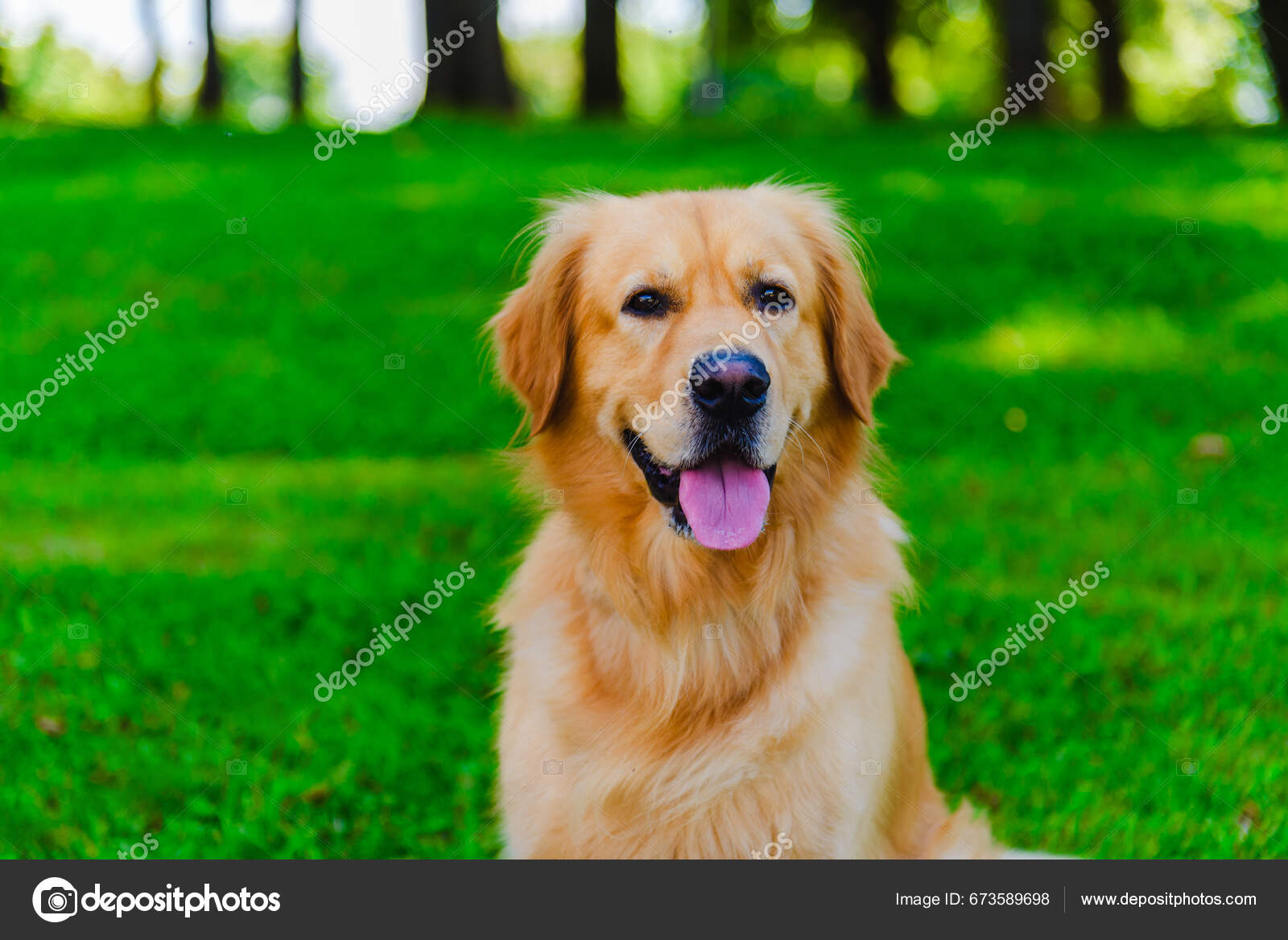 Retrato Perro Labrador Dorado Sentado Sobre Hierba Sobre Fondo Bosque ...
